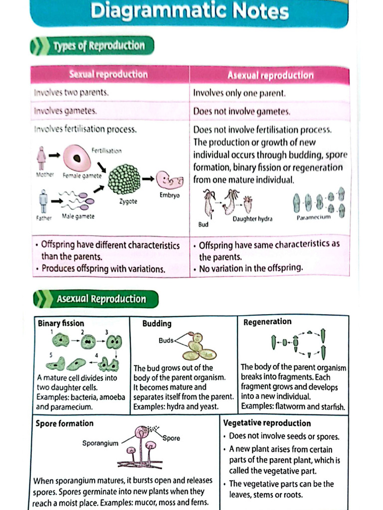 Form 1 Science Chapter 4 | PDF