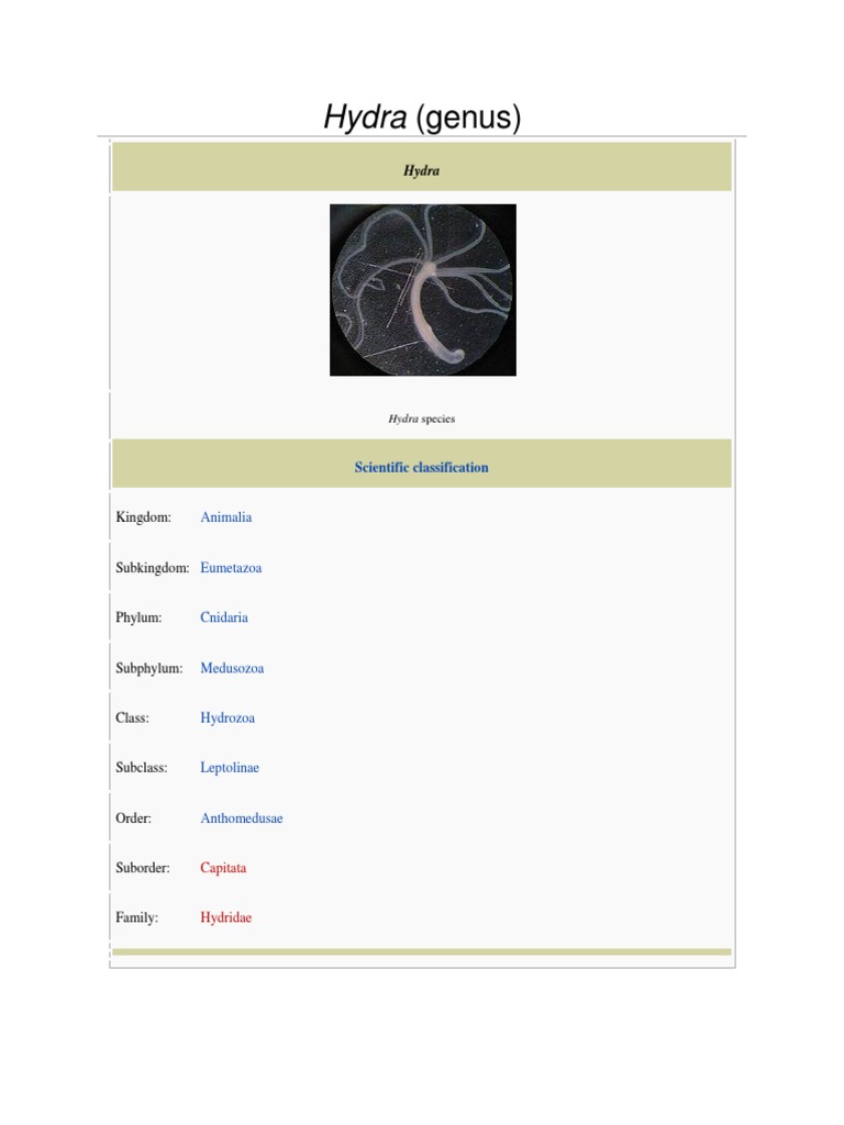 Hydra | PDF | Zoology | Biology