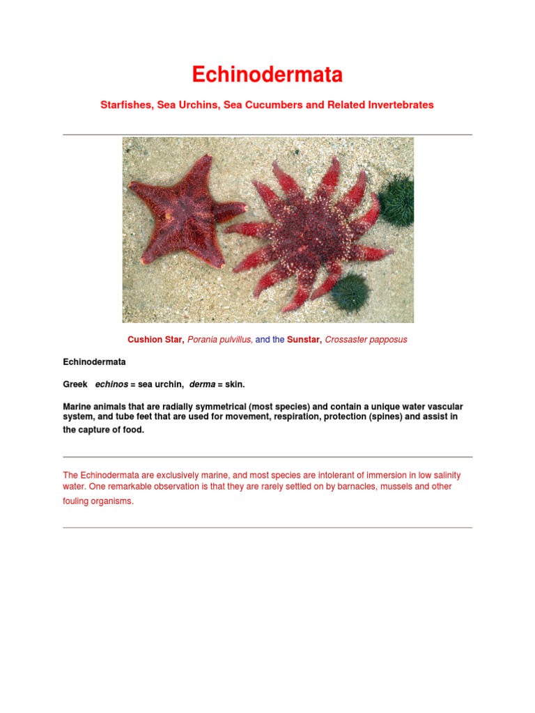 Echinoderm at A Starfish | PDF | Spawn (Biology) | Stomach
