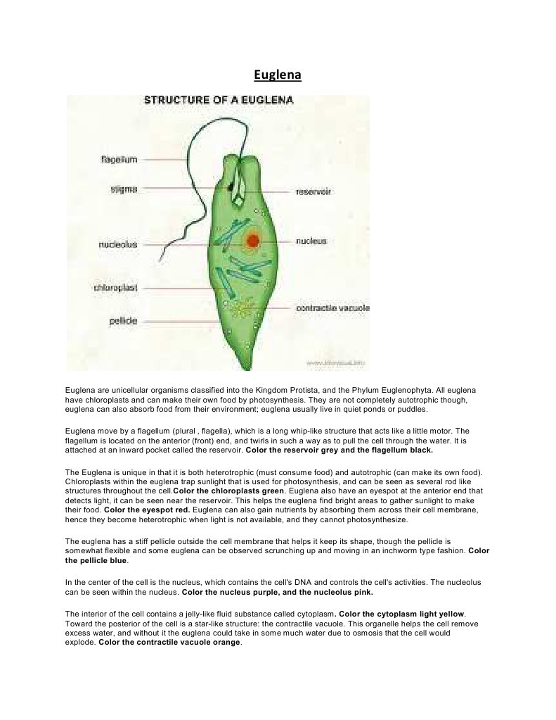 Euglena | PDF