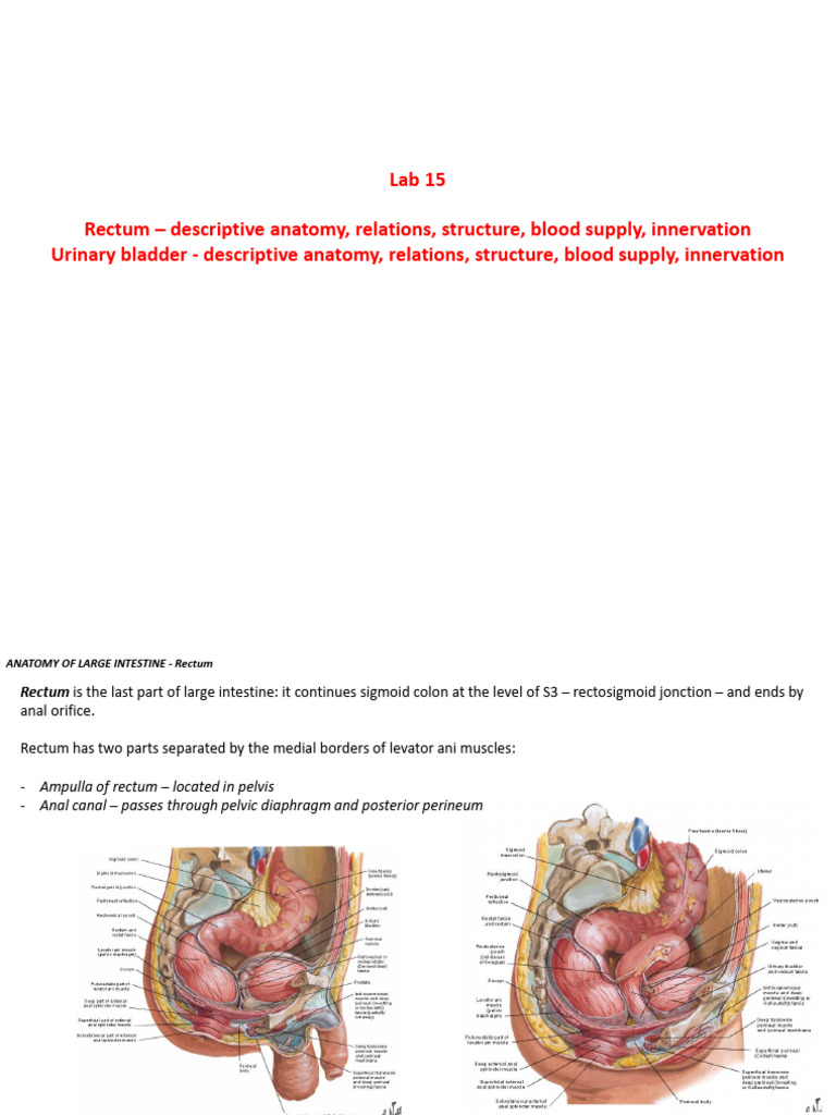 Lab 15 | PDF | Rectum | Vein