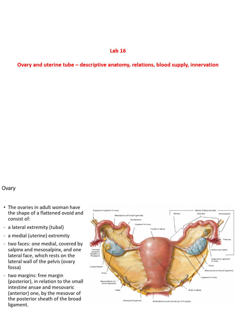 Lab16 | PDF | Uterus | Ovary