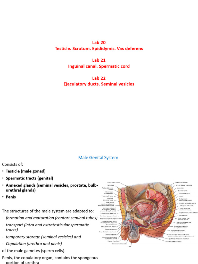 Lab20 22 | PDF | Science & Mathematics