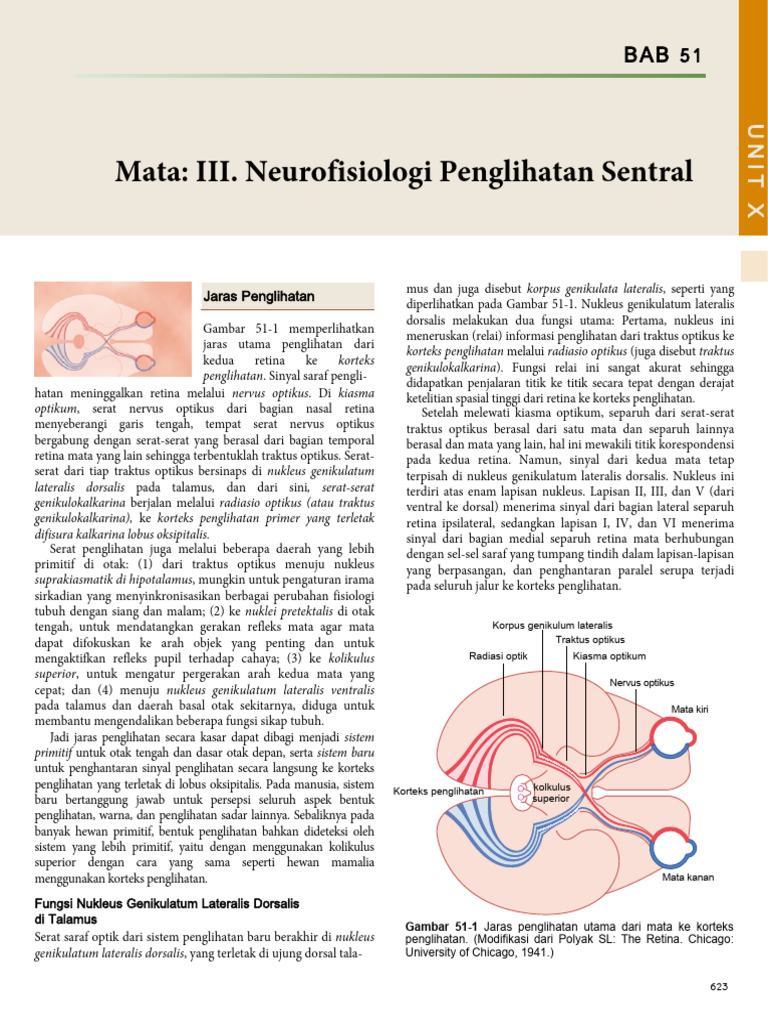 Neurofisiologi Penglihatan Sentral | PDF | Sains & Matematika