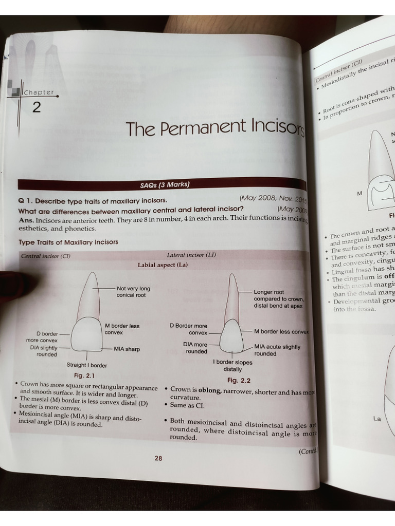 Dadh Maxill N Mandi | PDF