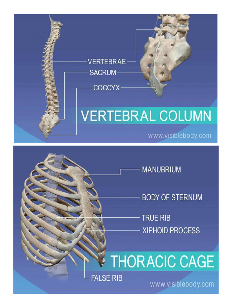 206 Adult Bones Diagram | PDF