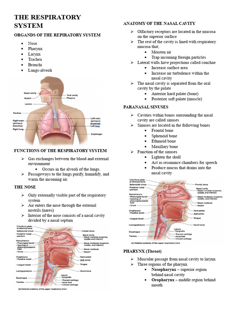 Overview of the Respiratory System | PDF | Lung | Respiratory Tract