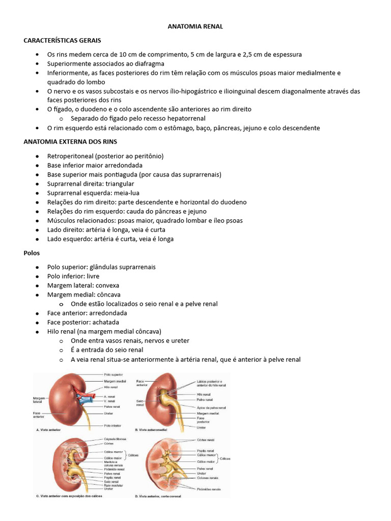 Anatomia Renal | PDF