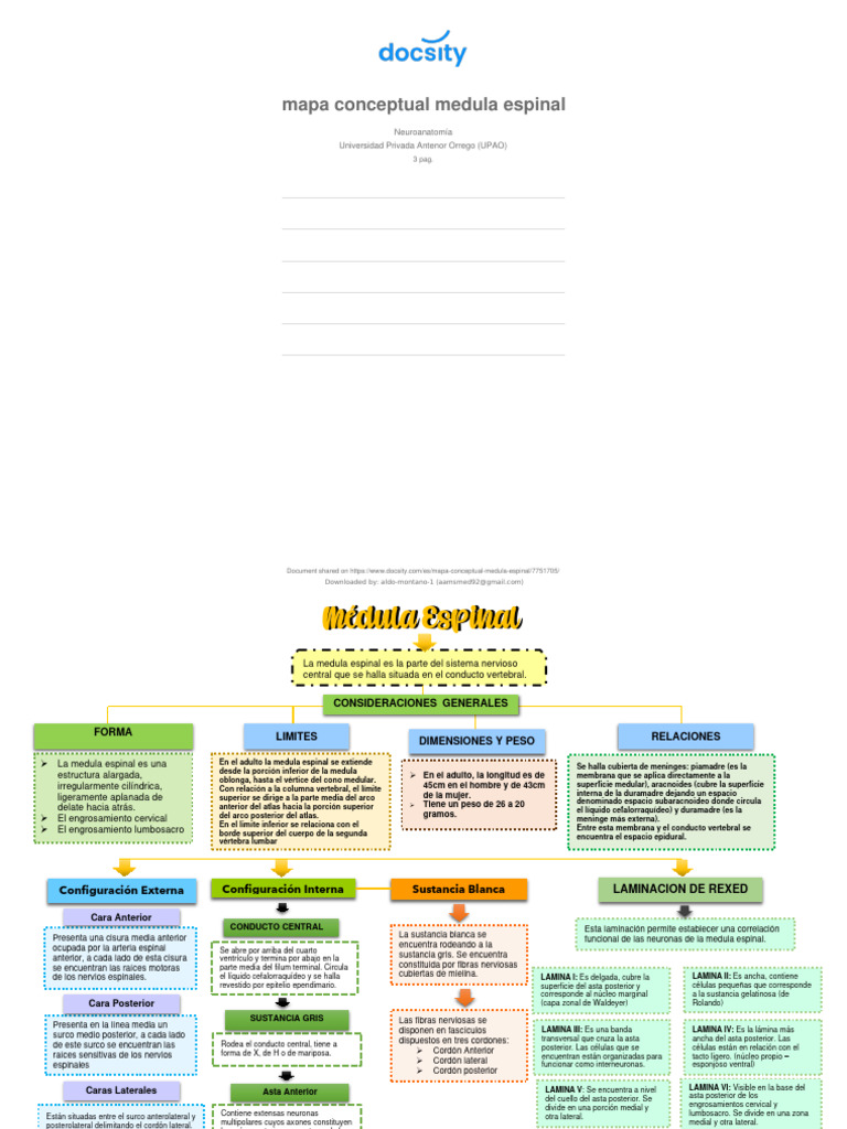 Docsity Mapa Conceptual Medula Espinal | PDF