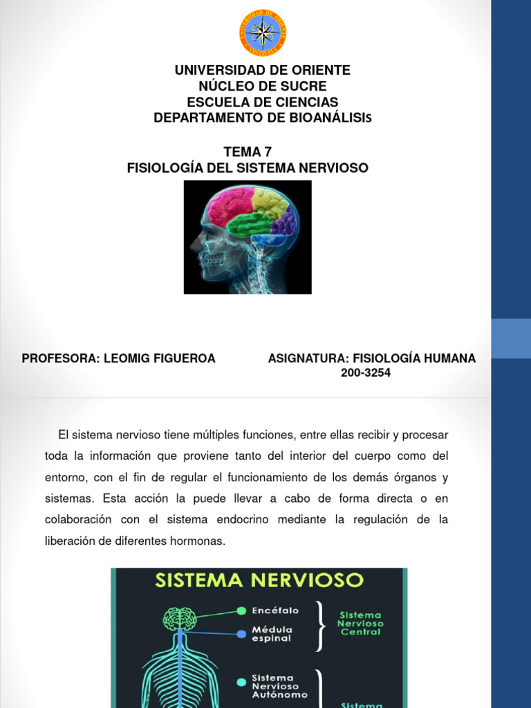 Presentación TEMA 7 SISTEMA NERVIOSO | PDF