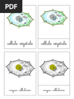 Les Types de Cellules Et Leurs Composants | PDF | Cellule (Biologie ...