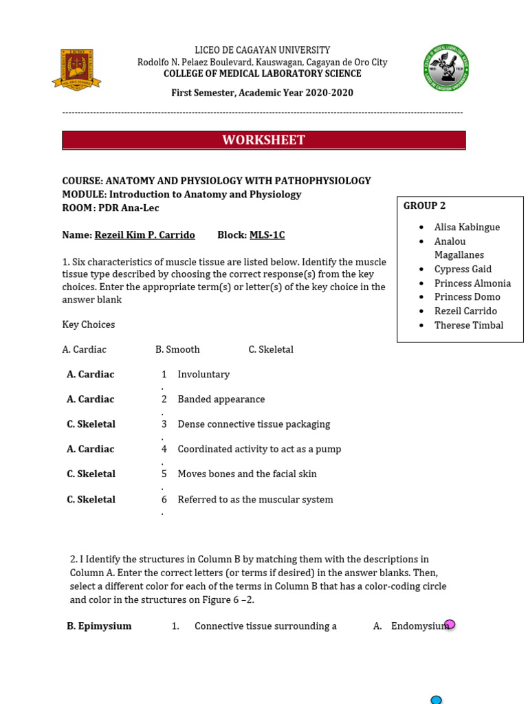 Group 2 - Muscular System Lab | PDF