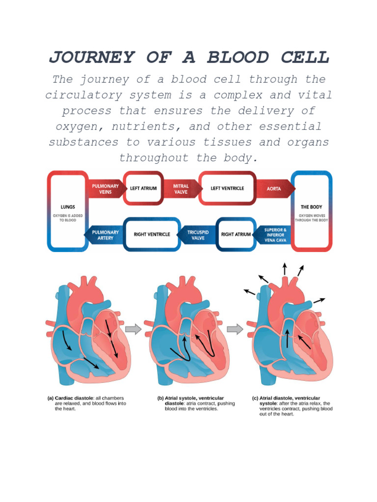 Blood Cell Journey Through the Heart | PDF