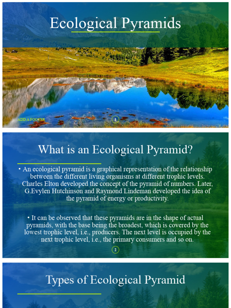 Ecological Pyramids | Download Free PDF | Food Web | Ecology
