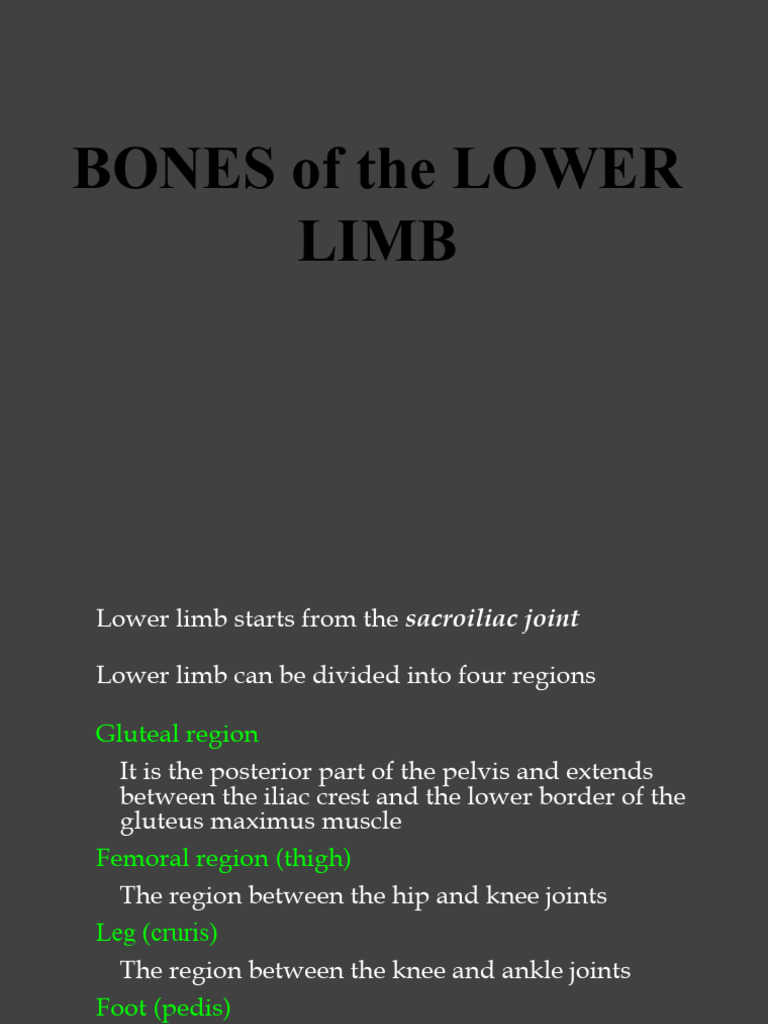Anatomy of the Lower Limb Bones | PDF | Science & Mathematics