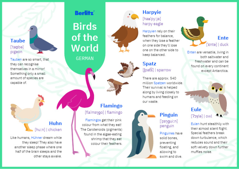 Berlitz Blog Downloadables German Birds Poster | PDF | Birds | Birds Of ...