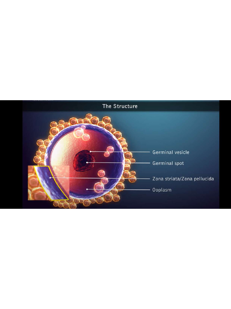 Ovum Cycle | PDF