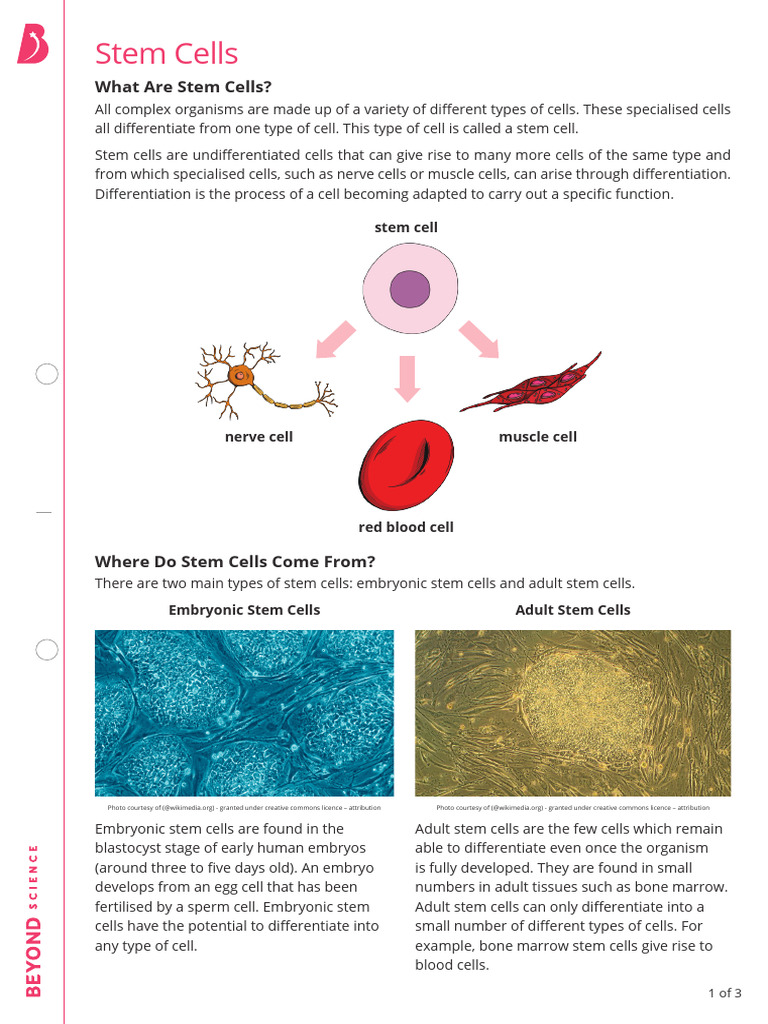 Stem Cells Reading Comprehension | PDF