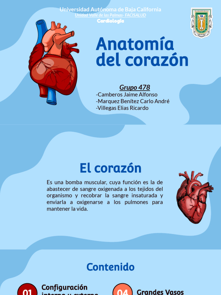 Anatomía del Corazón Humano | PDF | Aorta | Corazón