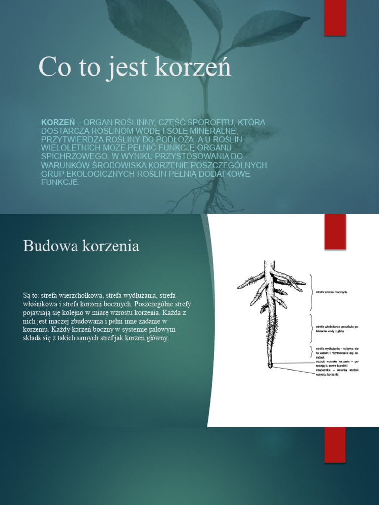 Prezentacja 15 - Kopia - Kopia | PDF