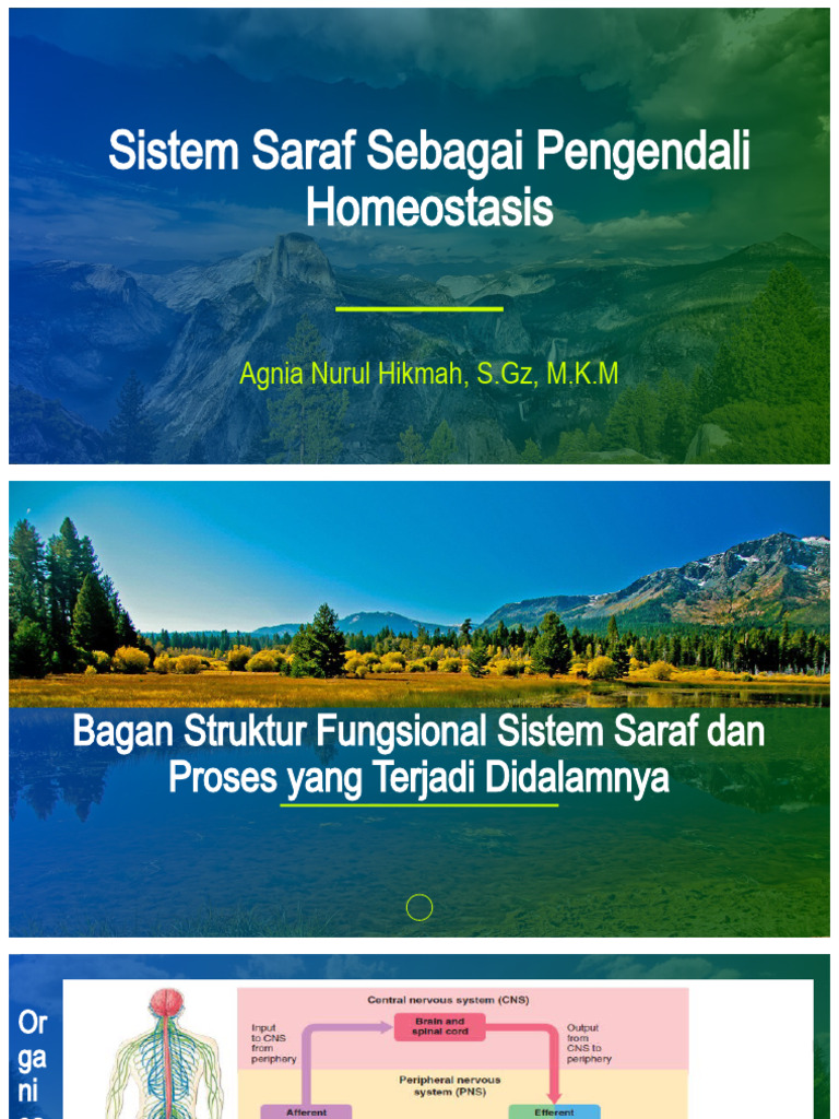 Ibd 1 - Lengkung Refleks | PDF | Pengembangan Diri | Sains & Matematika