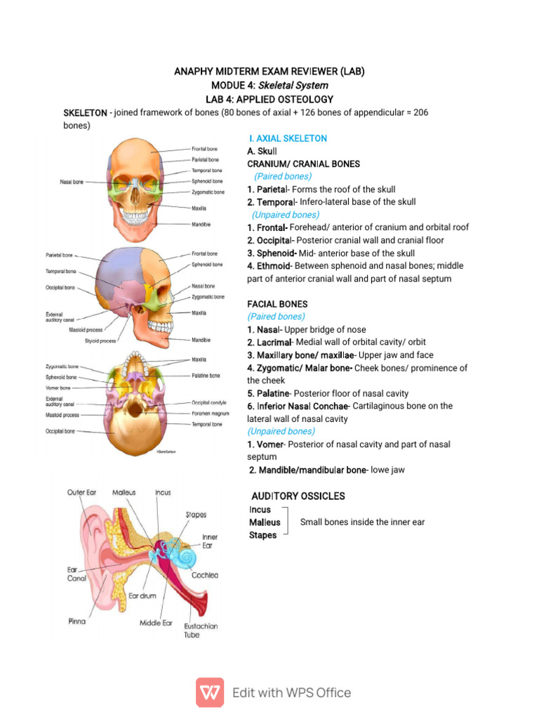 Anaphy Midterm Reviewer1 | PDF | Autonomic Nervous System | Ear