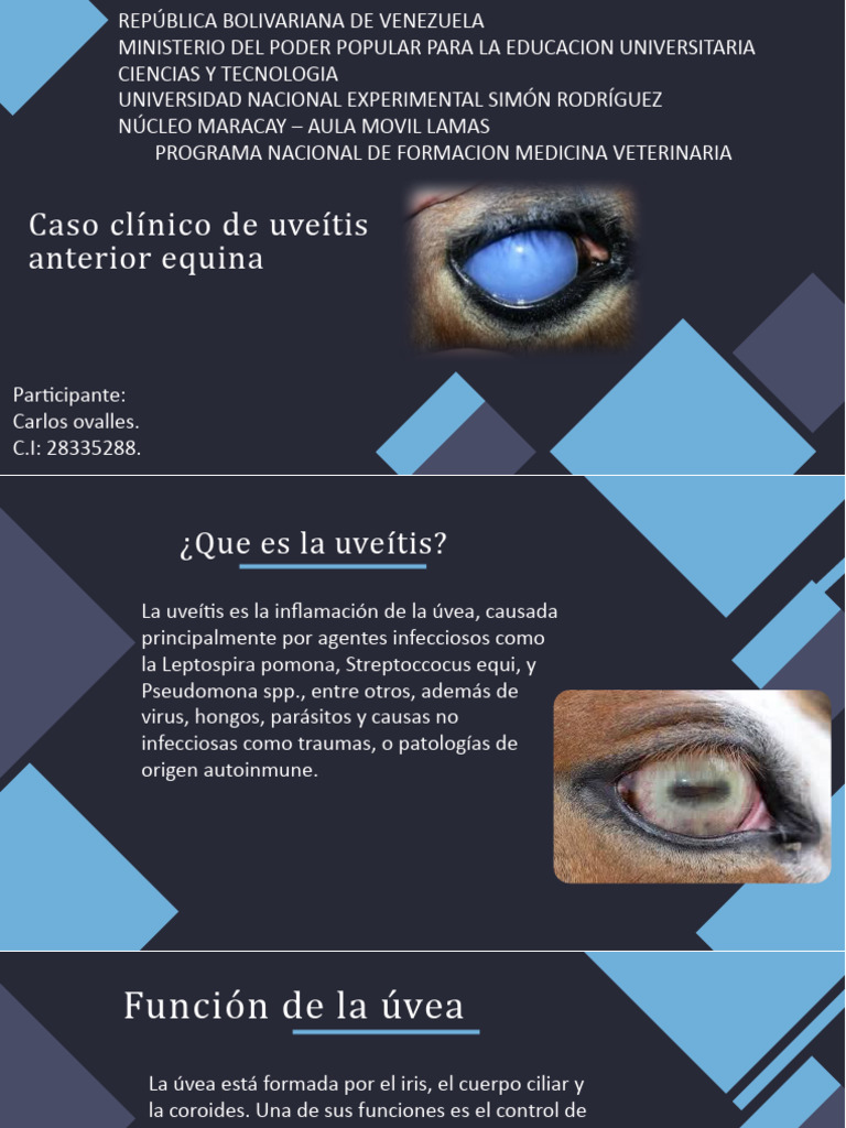 Caso Clínico Uveítis Equina Carlos | PDF