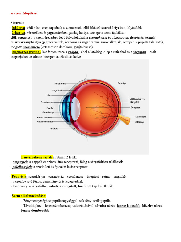 A Szem Felépítése | PDF