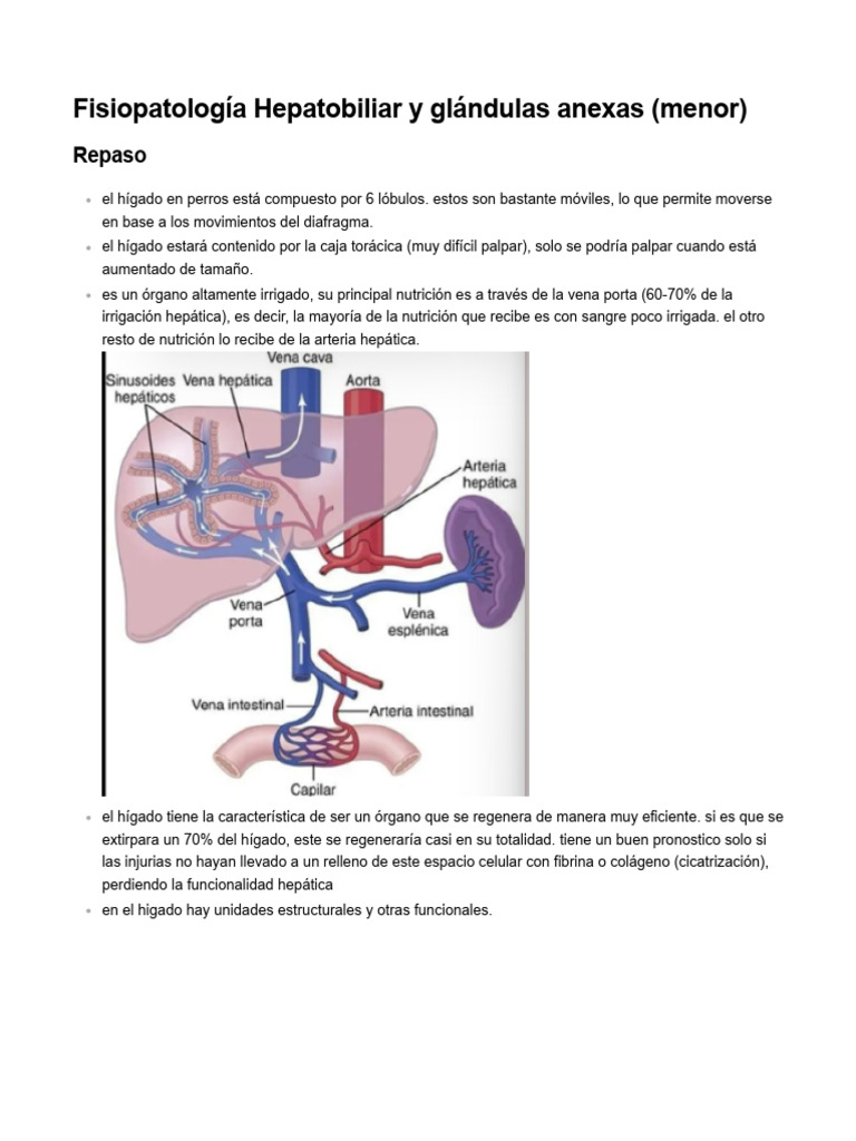 Fisiopatología Hepatobiliar y Glándulas Anexas (Menor) | PDF