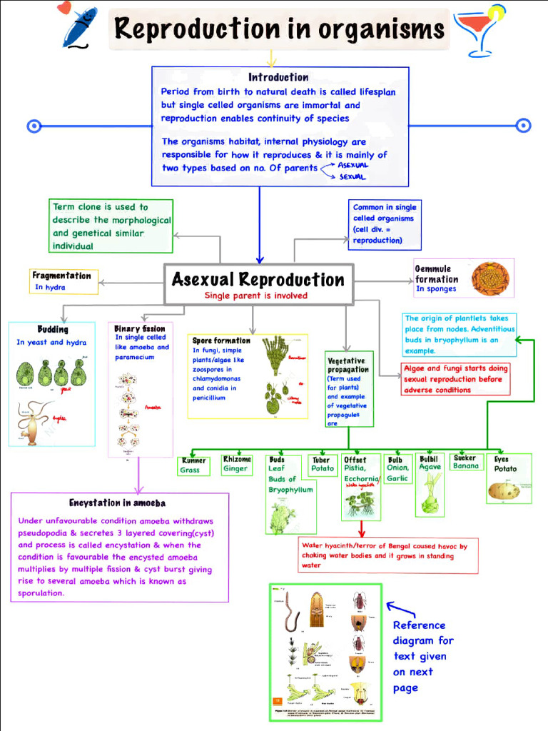 BIO CLASS 12TH MIND MAPS | PDF