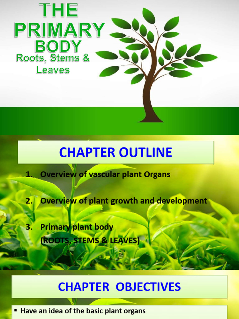 Vascular Plant Structure and Growth Overview | PDF | Leaf | Plant Stem