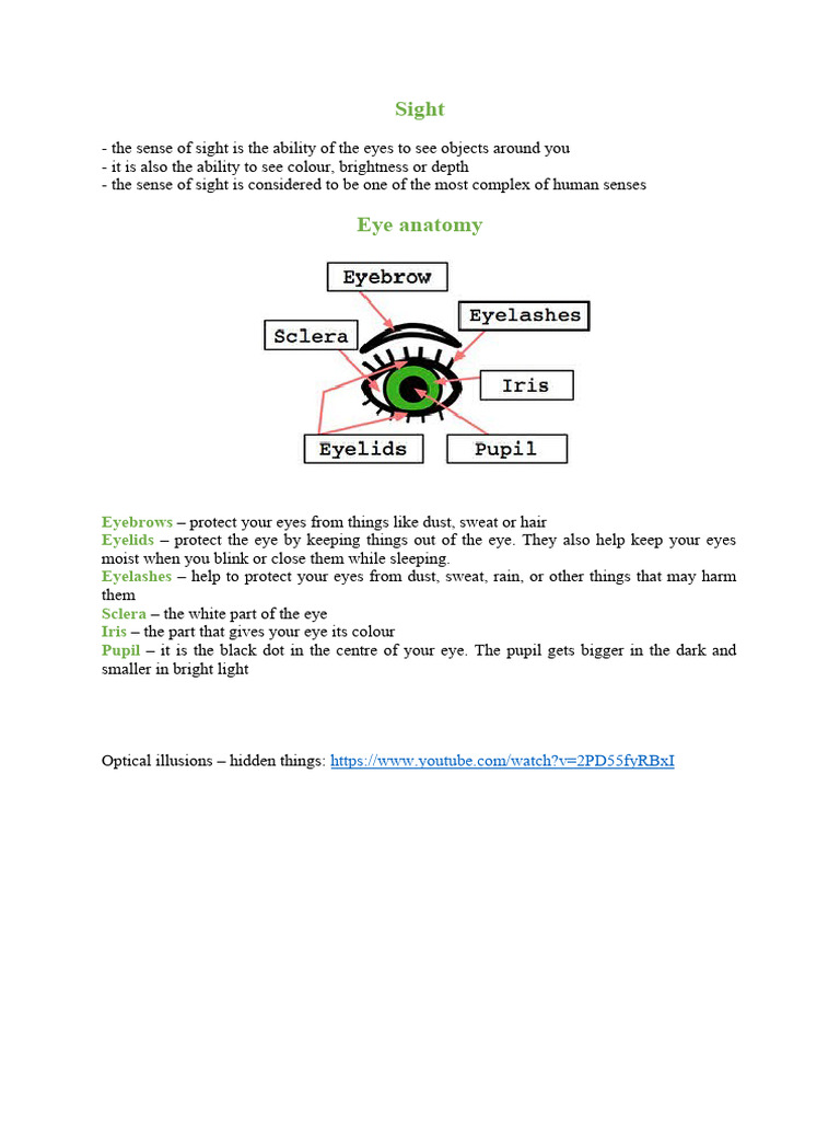 Understanding the Sense of Sight | PDF