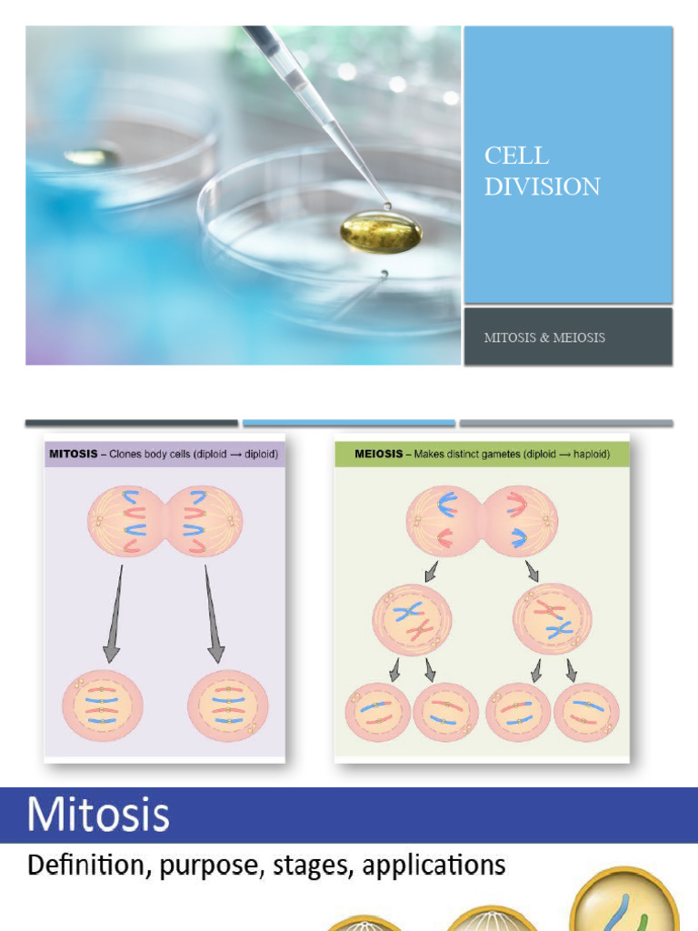 Cell Division Mitosis | PDF