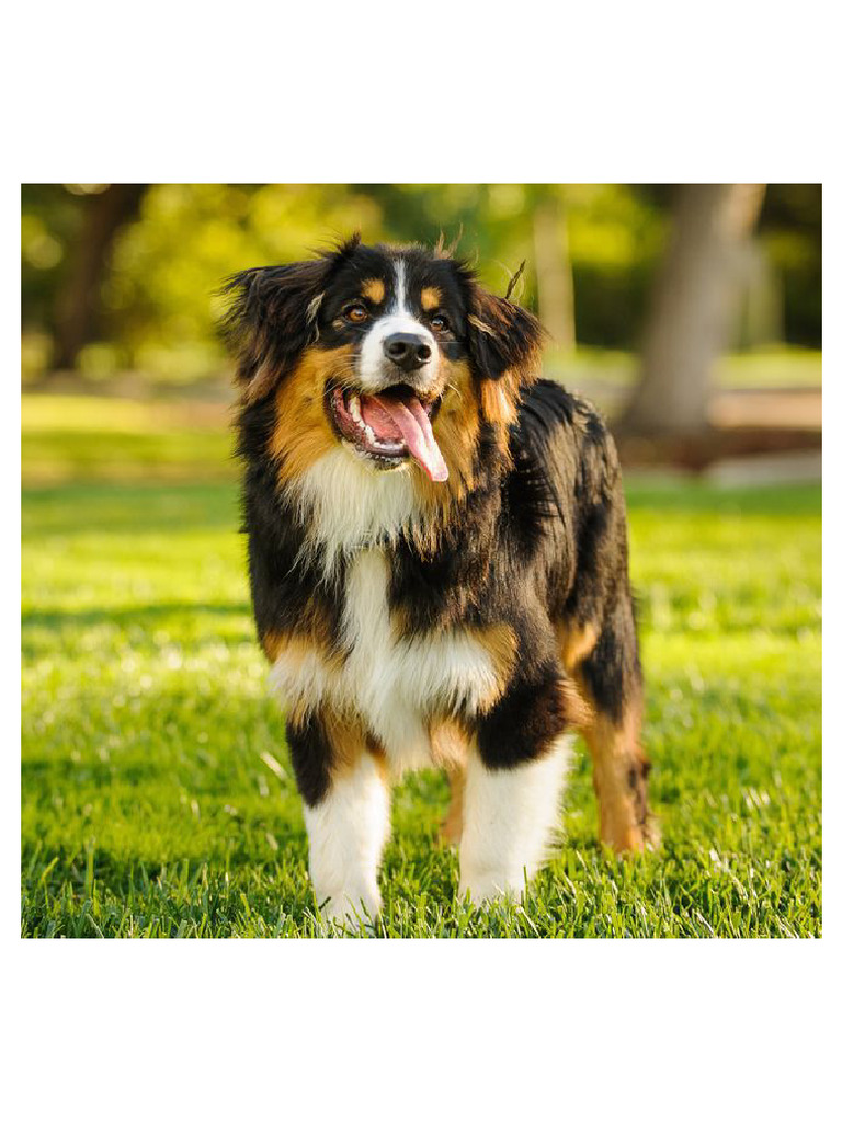 Bernese Mountain Dog | PDF