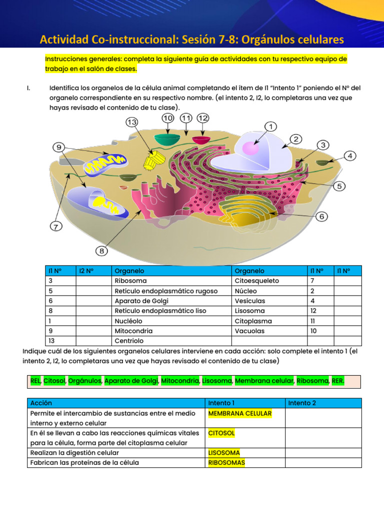 1°P - AF7-8 - Actividad Co-Instruccional-Organelos Celula. | PDF ...