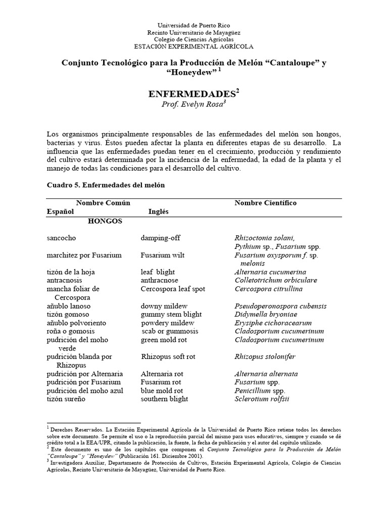 Melon Enfermedades | PDF | Hongo | Cosecha