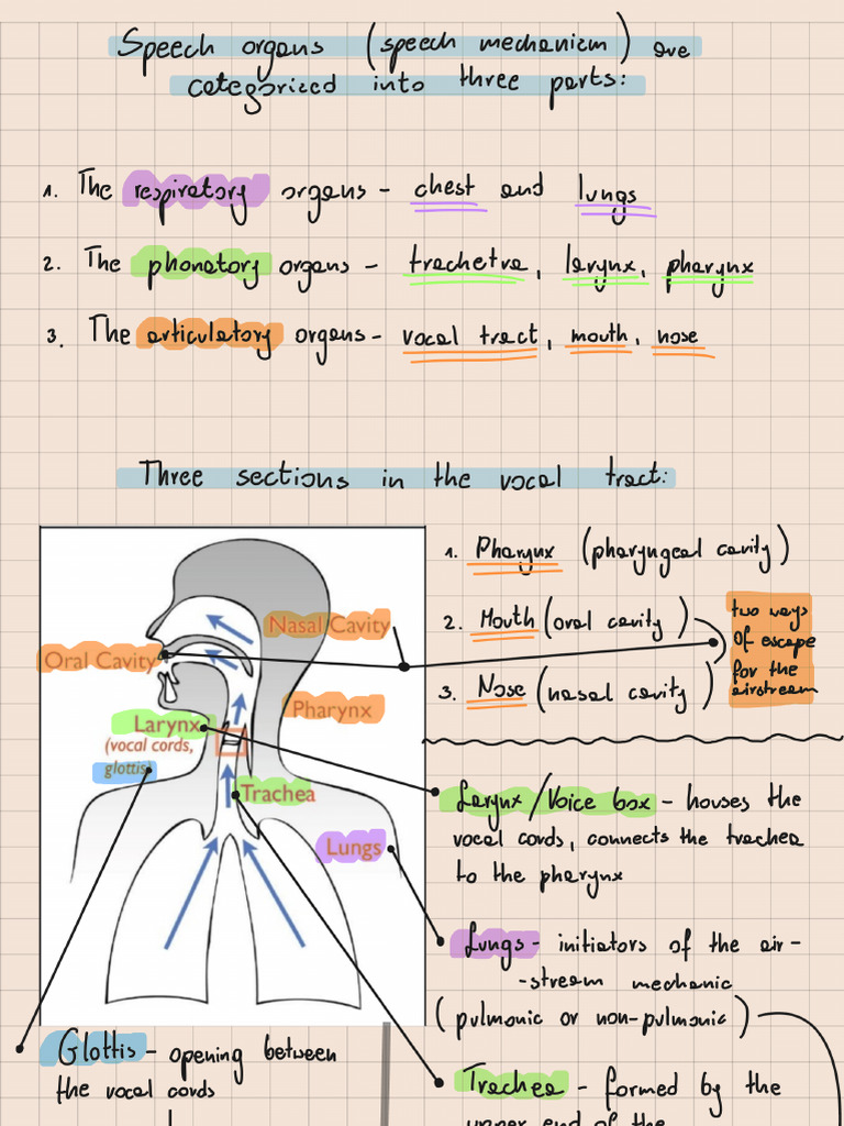 Vocal tracts Organs of speech_231207_114421 | PDF