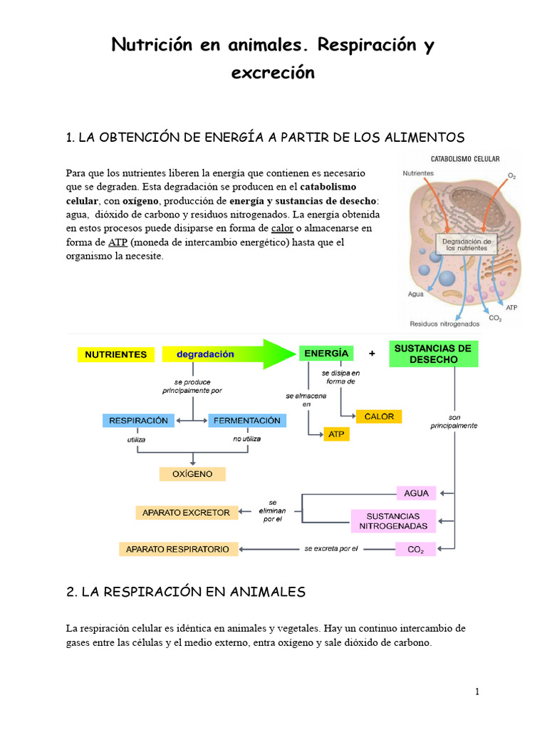 Tema 8. Nutrición en Animales. Respiración y Excreción | PDF | Respiración | Branquia