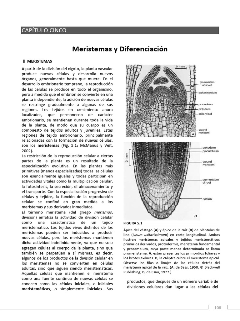 Anatomia Vegetal de Esau 5-7 | PDF