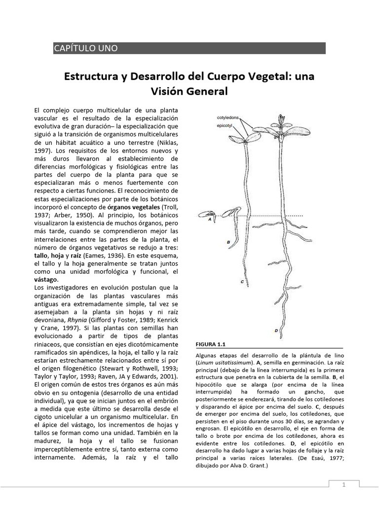 Anatomia Vegetal de Esau - Caps 1-4 | PDF | Tallo de la planta | Raíz
