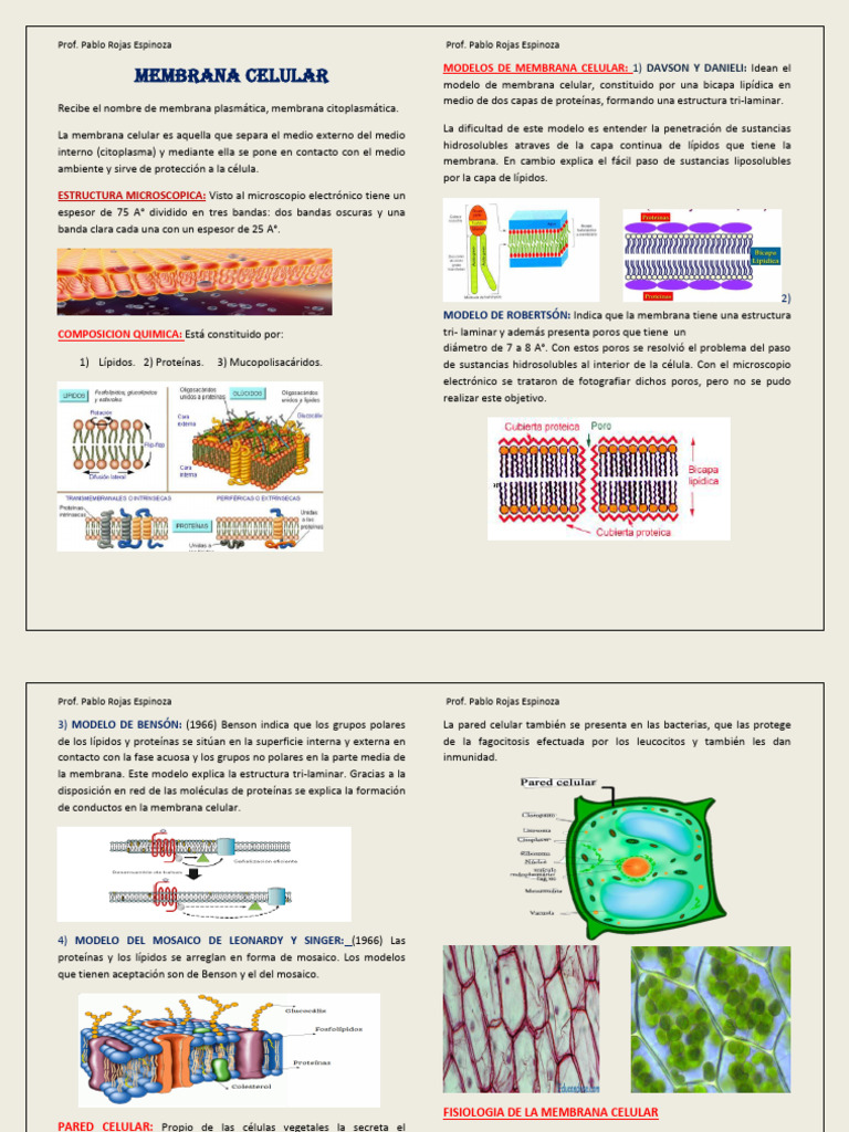 MEMBRANA CELULAR Y FISIOLOGIA DE LA MEMBRANA CELULAR 2 | PDF | Bicapa lipídica | Membrana celular