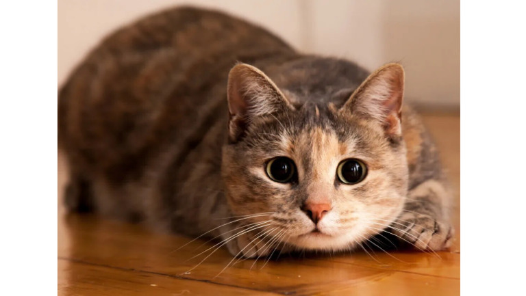 Gato | PDF