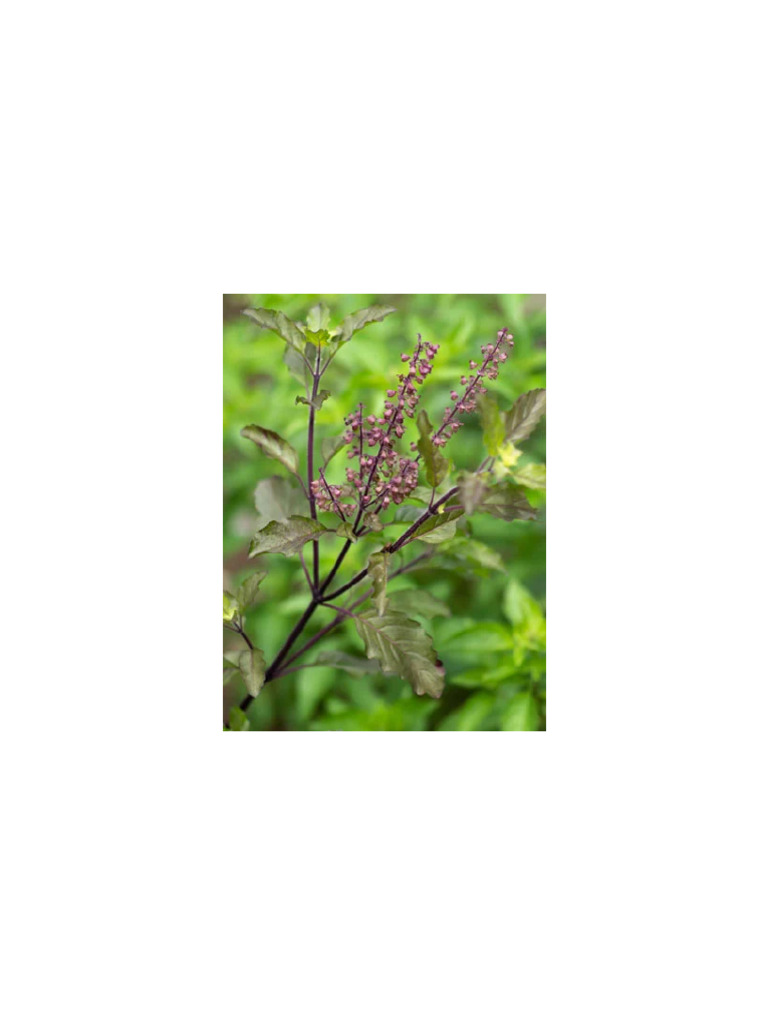 Holy basil _ Description, Uses, & Facts _ Britannica | PDF Holy basil _ Description, Uses, & Facts _ Britannica | PDF