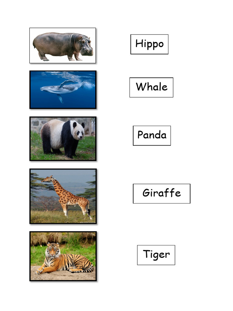 Amazing Animals | PDF