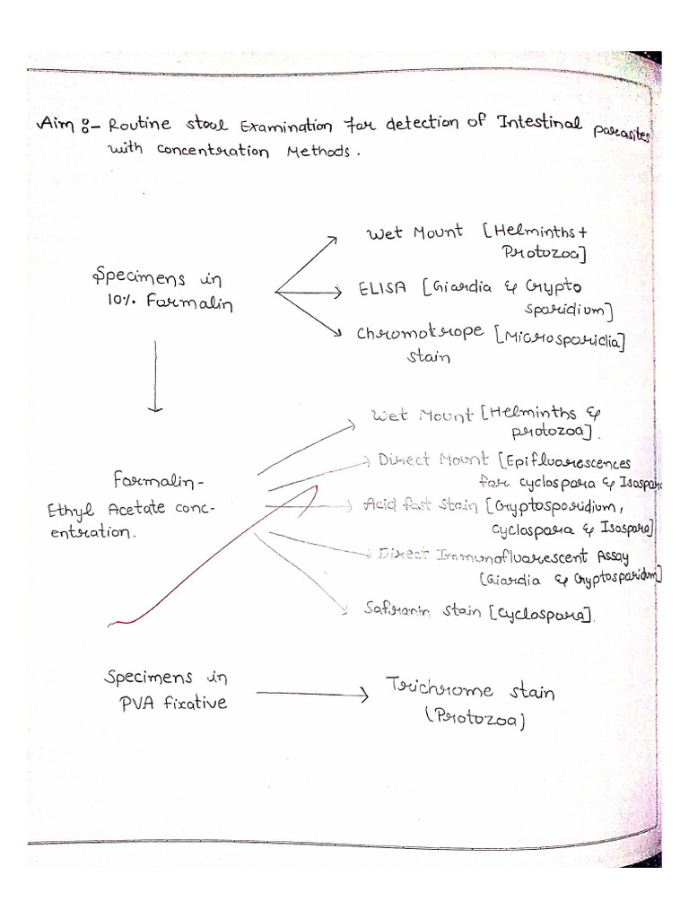 Practical of Parasitology 5th Sem | PDF