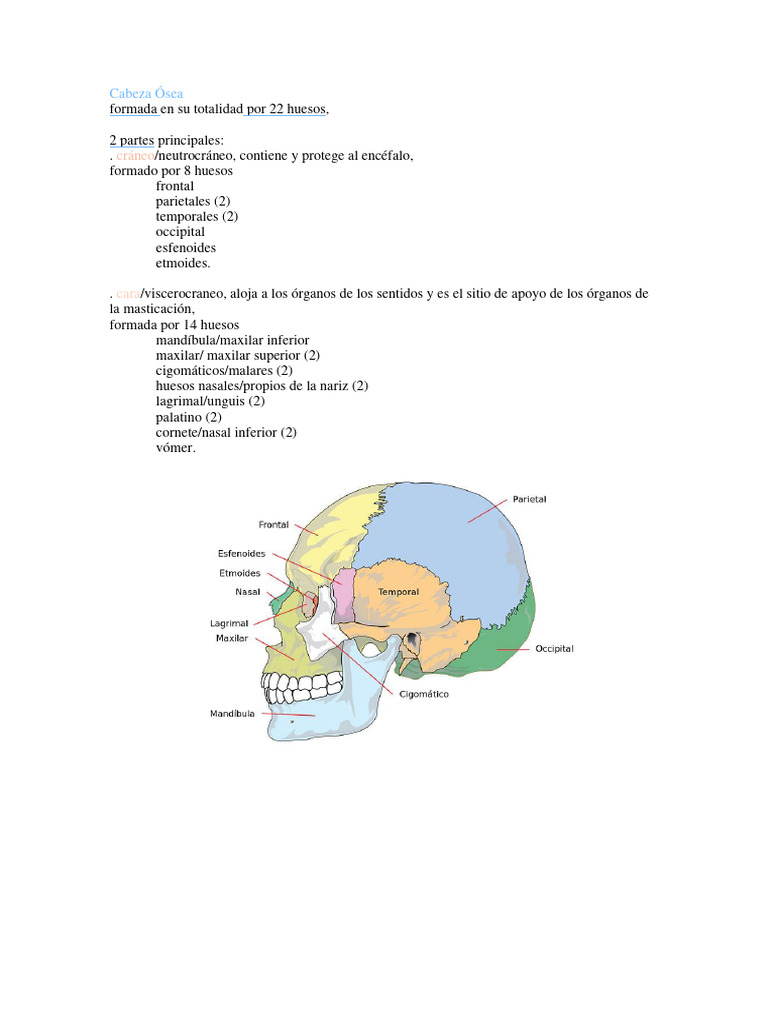Anatomía y Estructura del Cráneo Humano | PDF