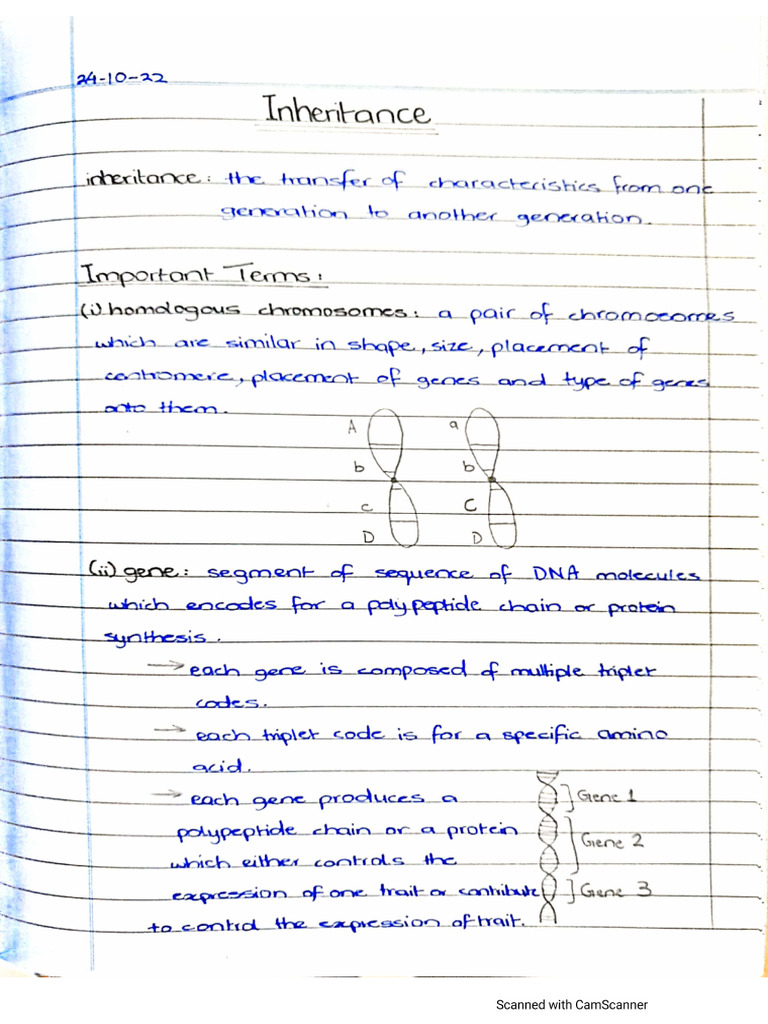 Inheritance (Complete Dominance) | PDF