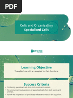 Year 7 Plant Cell Worksheet | PDF