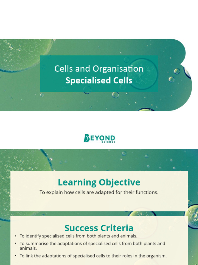 Specialized Cells: Functions and Adaptations | PDF | Cell (Biology ...