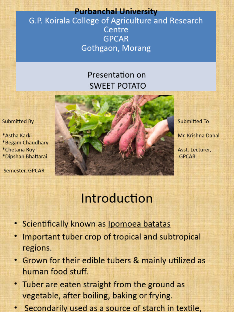 Sweet Potato Presentation | PDF | Potato | Sweet Potato